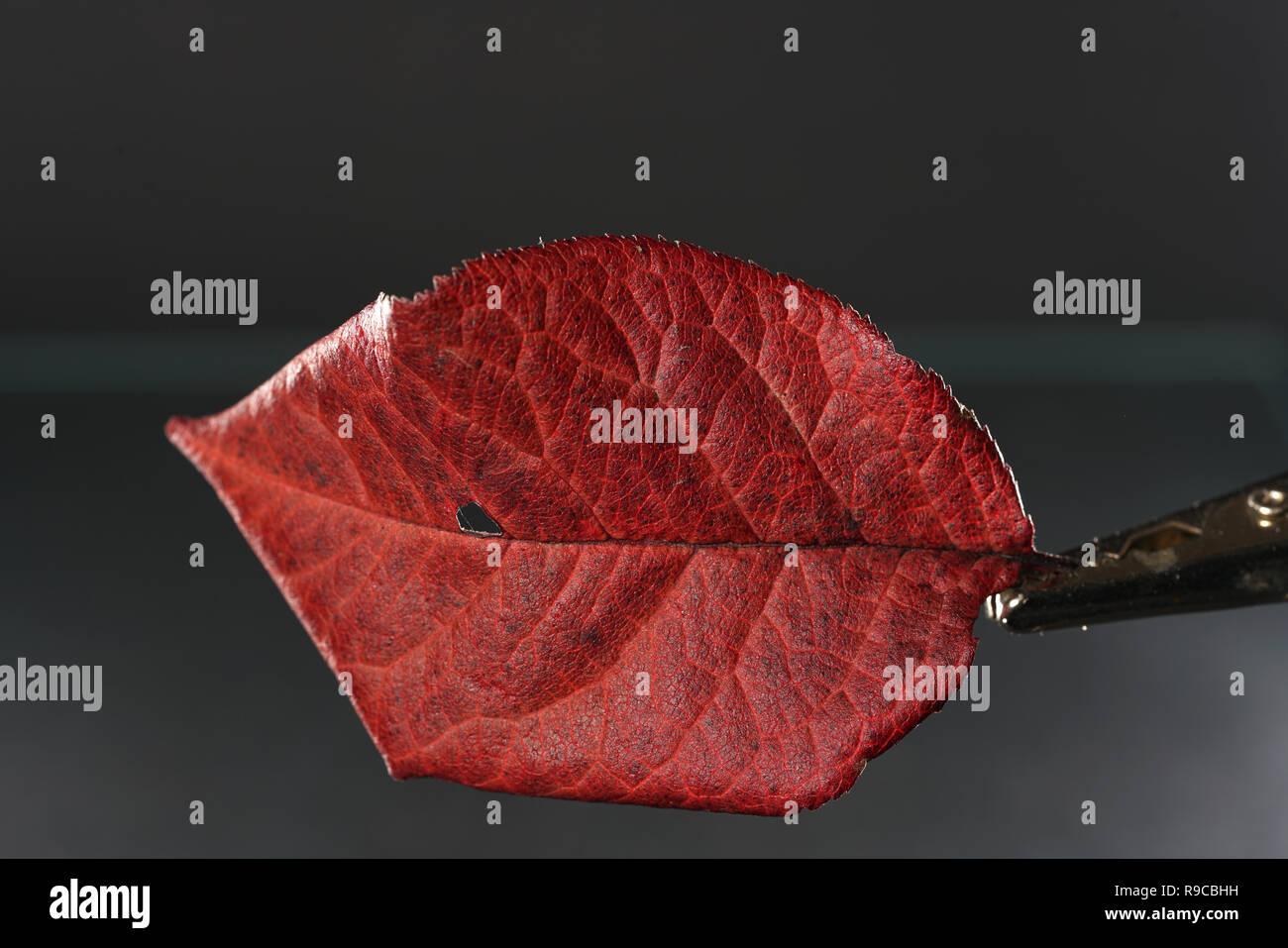 The decomposition of the foliage begins when the leaves are on the ...