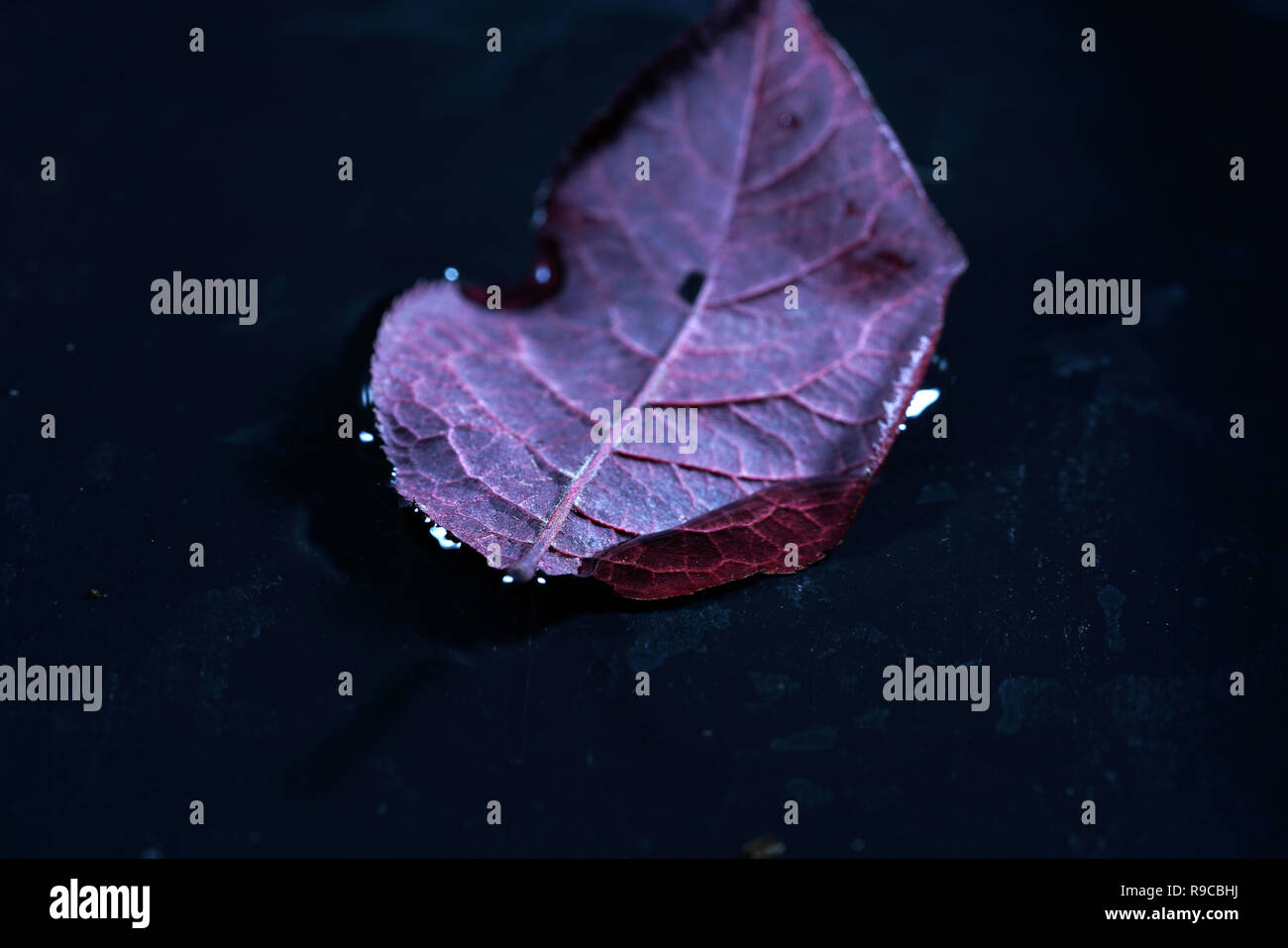 The decomposition of the foliage begins when the leaves are on the ...