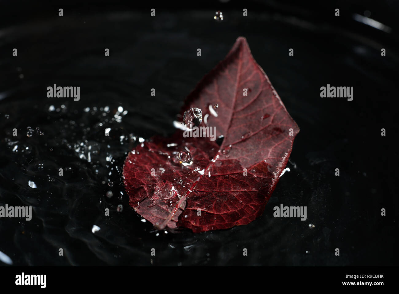 The decomposition of the foliage begins when the leaves are on the ...