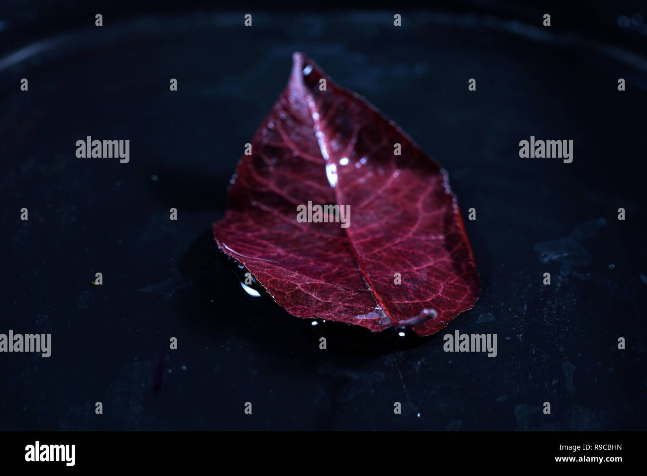 The decomposition of the foliage begins when the leaves are on the ...