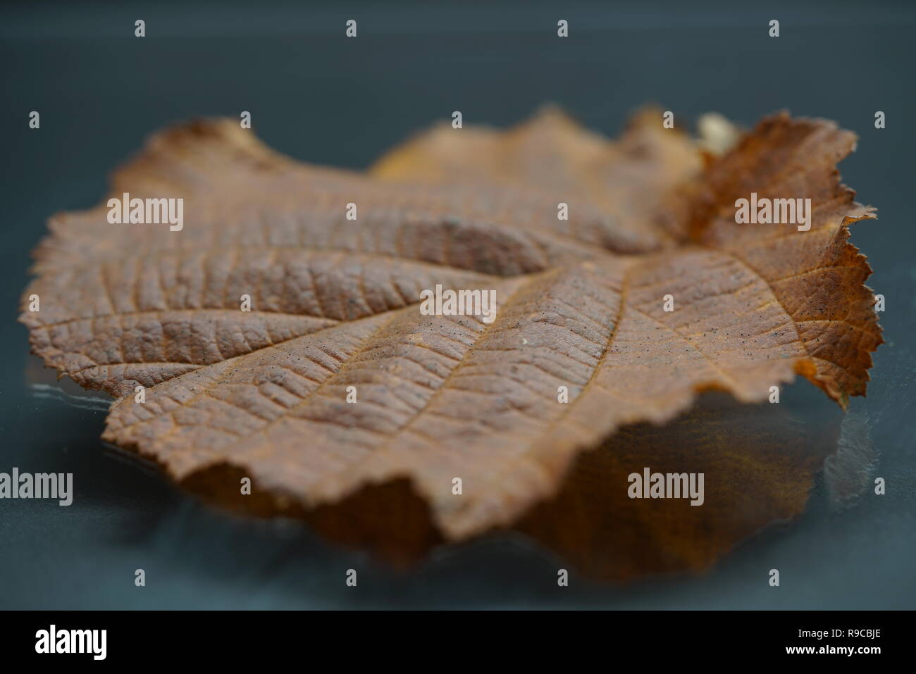 The decomposition of the foliage begins when the leaves are on the ...