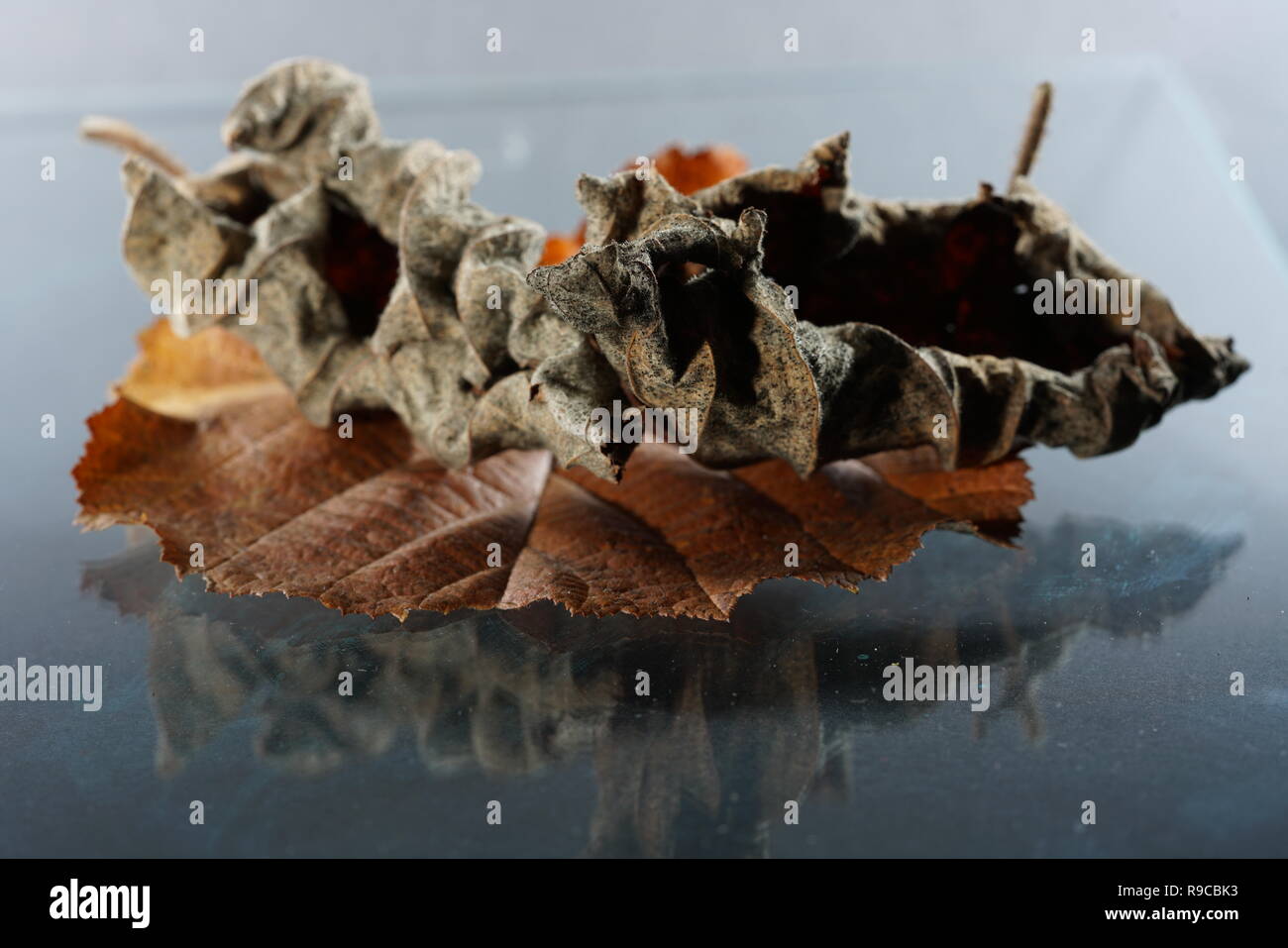 The decomposition of the foliage begins when the leaves are on the ...