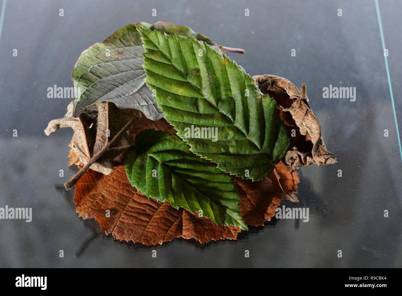 The decomposition of the foliage begins when the leaves are on the ...