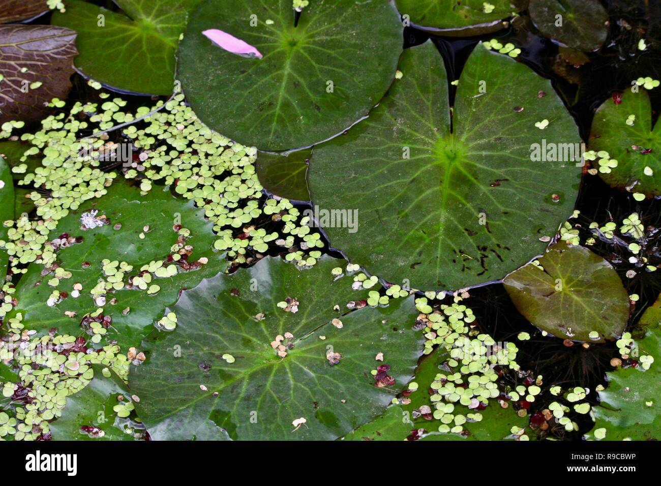 Water lily pads floating on a pond Stock Photo - Alamy