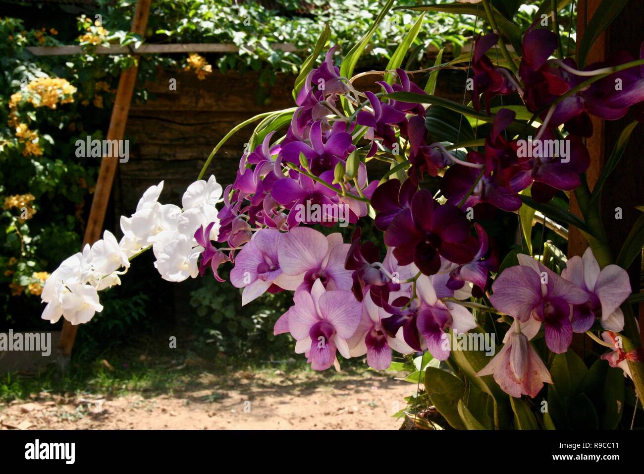 Orchids of cambodia hi-res stock photography and images - Alamy