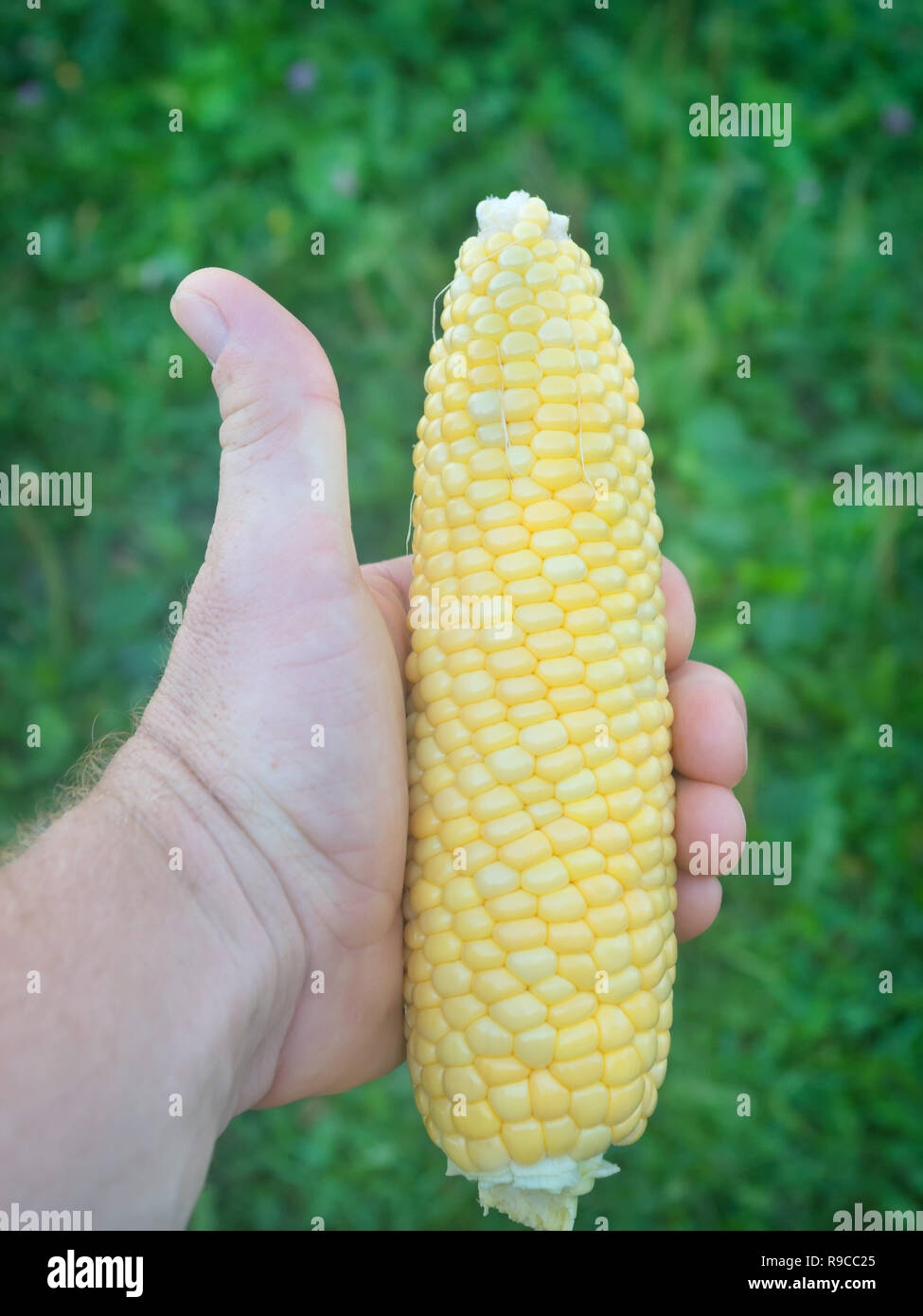 Hand holding corn on the cob hi-res stock photography and images - Alamy