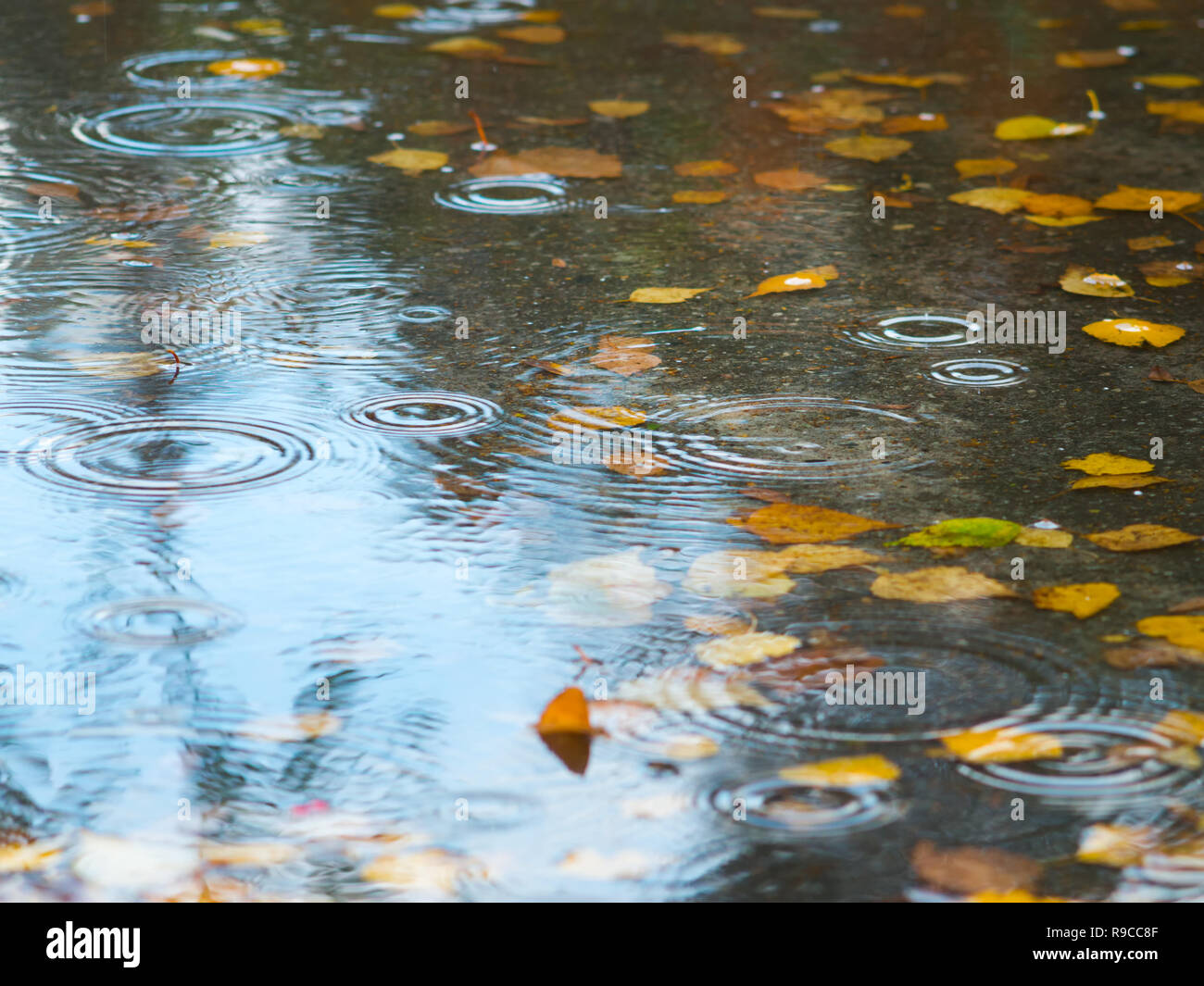 fallen from a tree leaves on in a puddle in the rain Stock Photo - Alamy