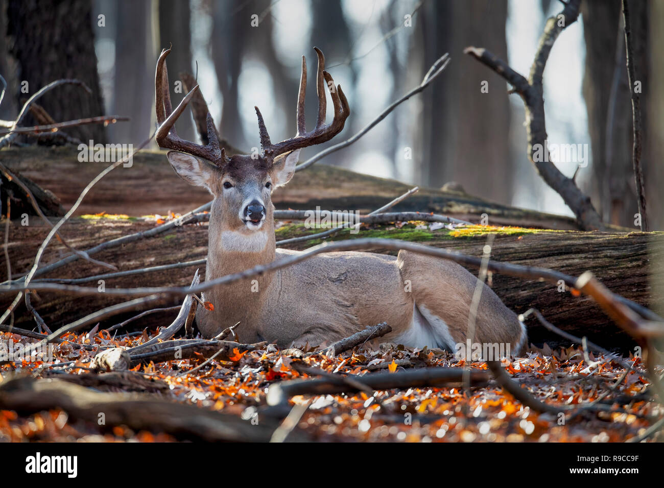 Fallen logs hi-res stock photography and images - Alamy