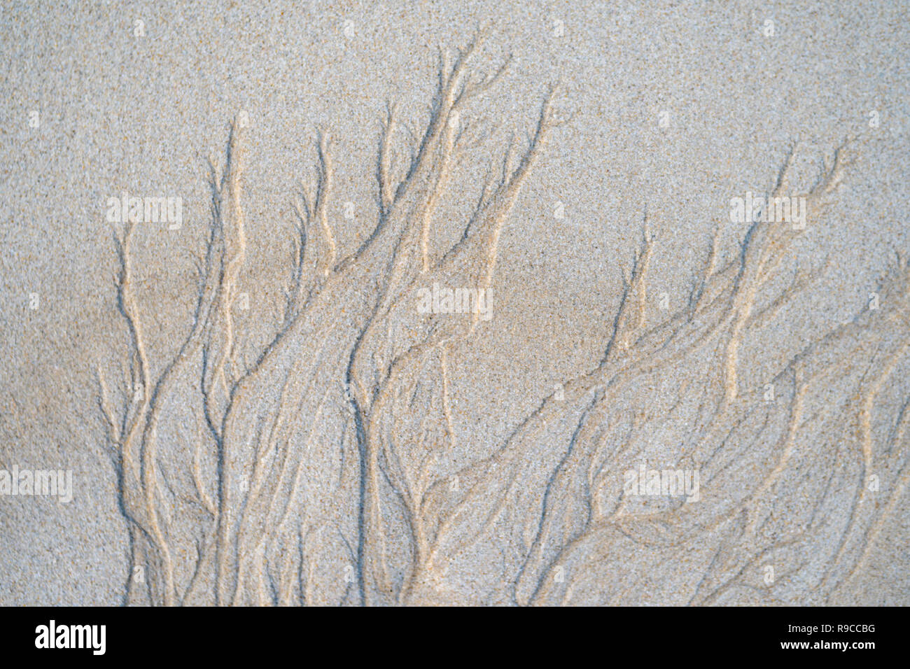 Beautiful natural texture design left by the tide on the beach Stock ...
