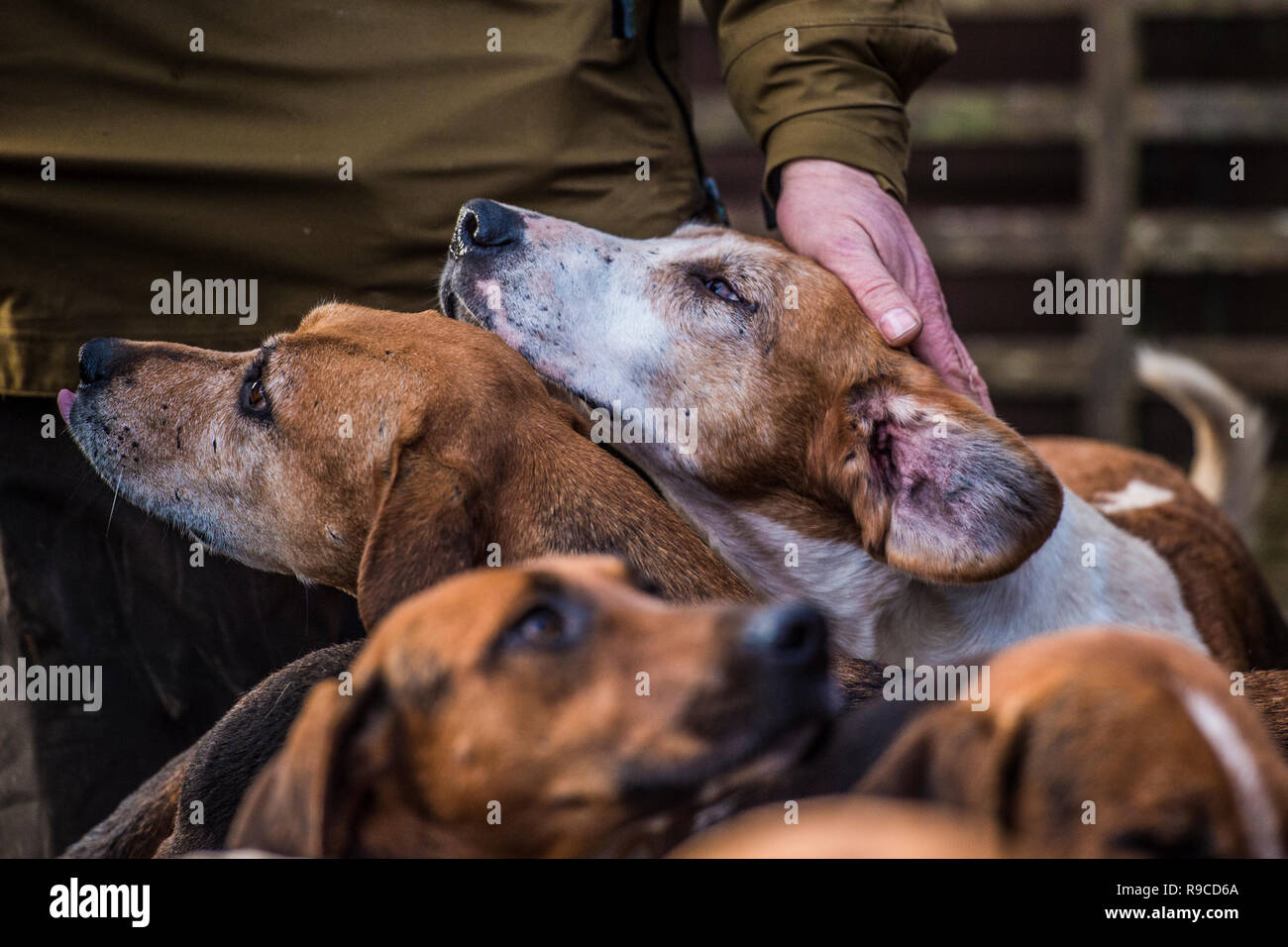 Foxhounds foxhound foxhunting foxhunt hi-res stock photography and ...