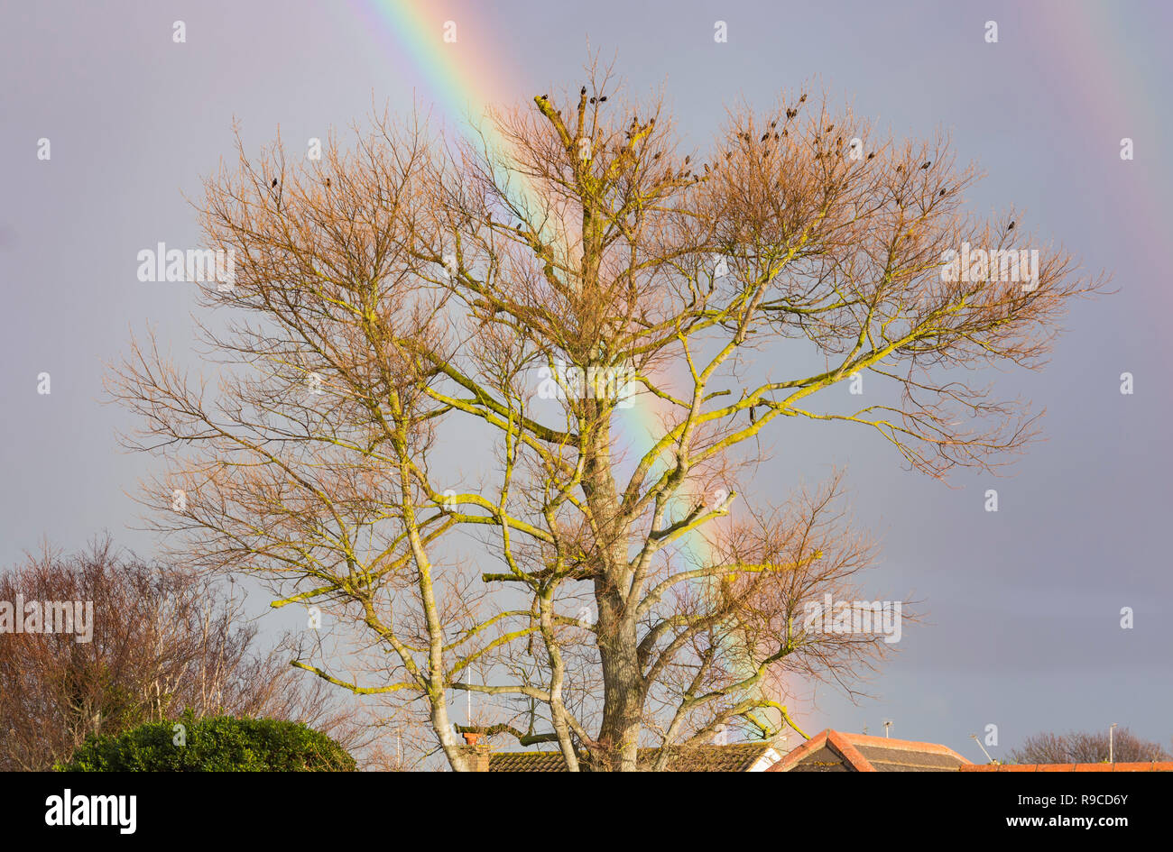 A colourful rainbow behind a large tree in dark sky and clouds, in ...