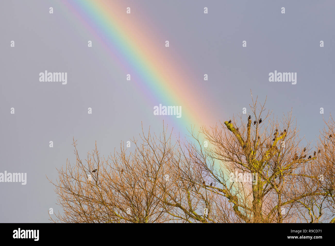A colourful rainbow behind a large tree in dark sky and clouds, in ...