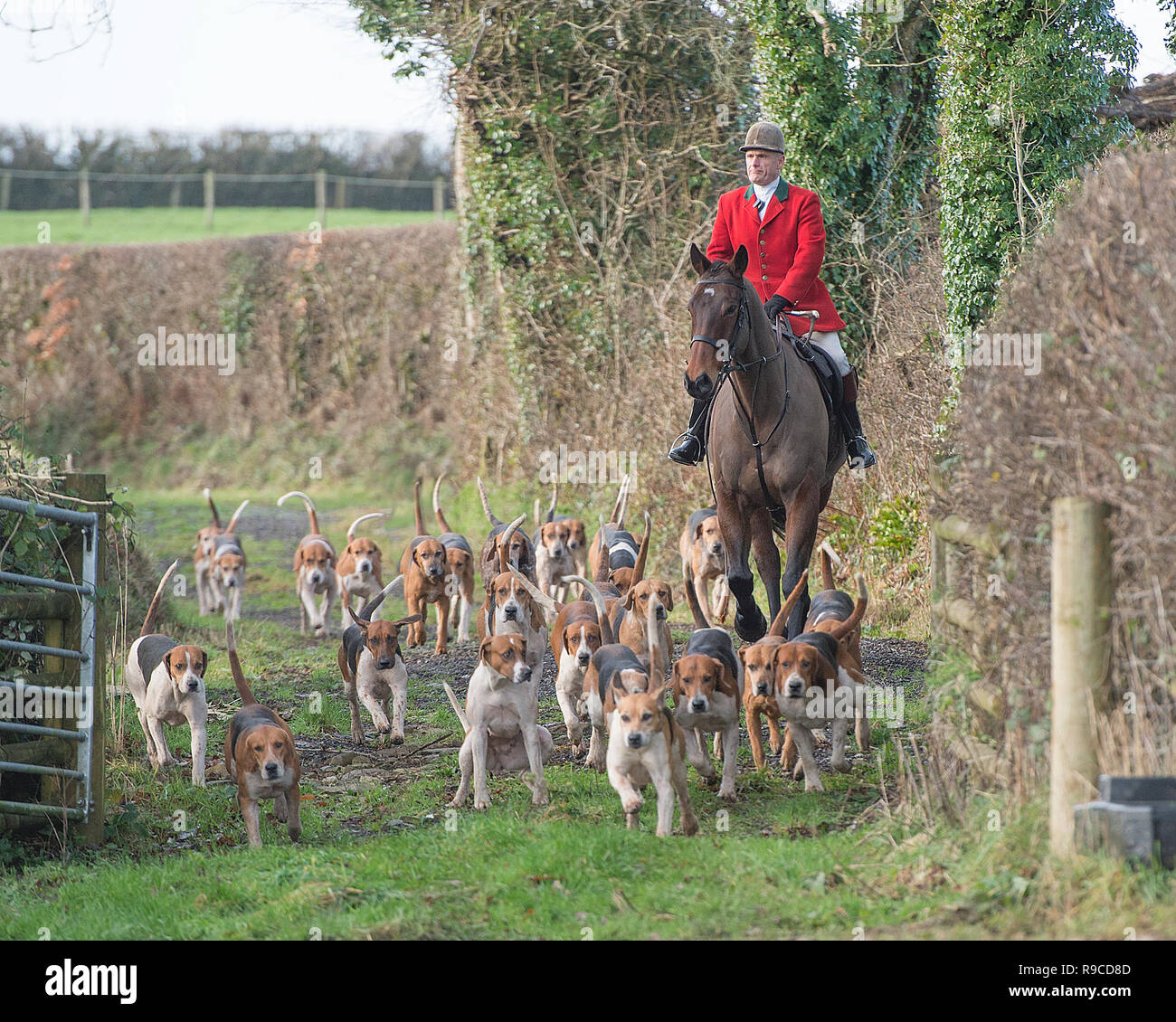 Foxhunting hi-res stock photography and images - Alamy