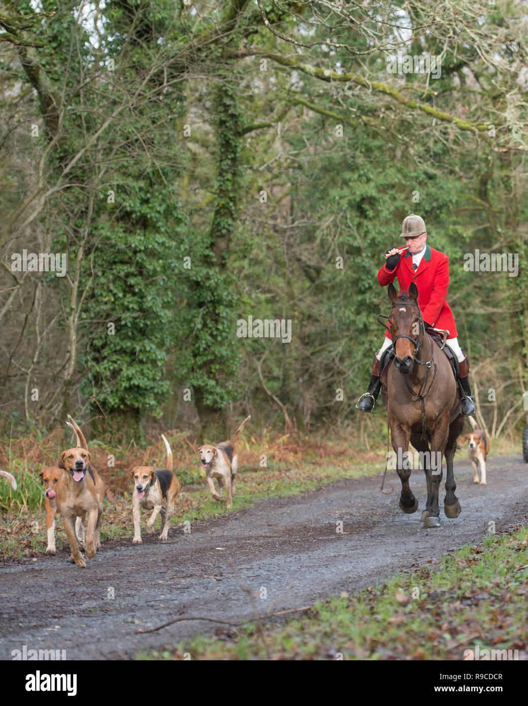 huntsman with pack of hounds Stock Photo - Alamy