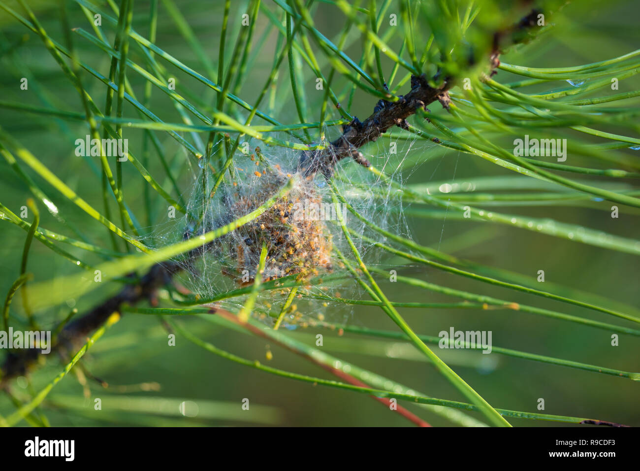 Pine Processionary Caterpillar in Nest Stock Photo - Alamy