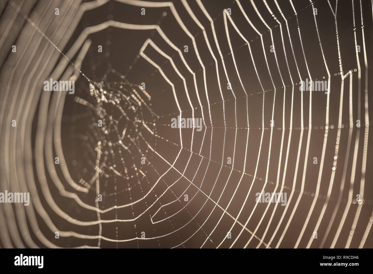 Tiny spiders hi-res stock photography and images - Alamy