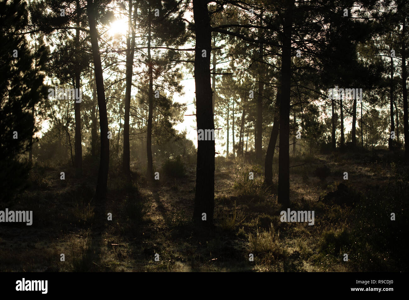 Maritime shrub forest hi-res stock photography and images - Alamy