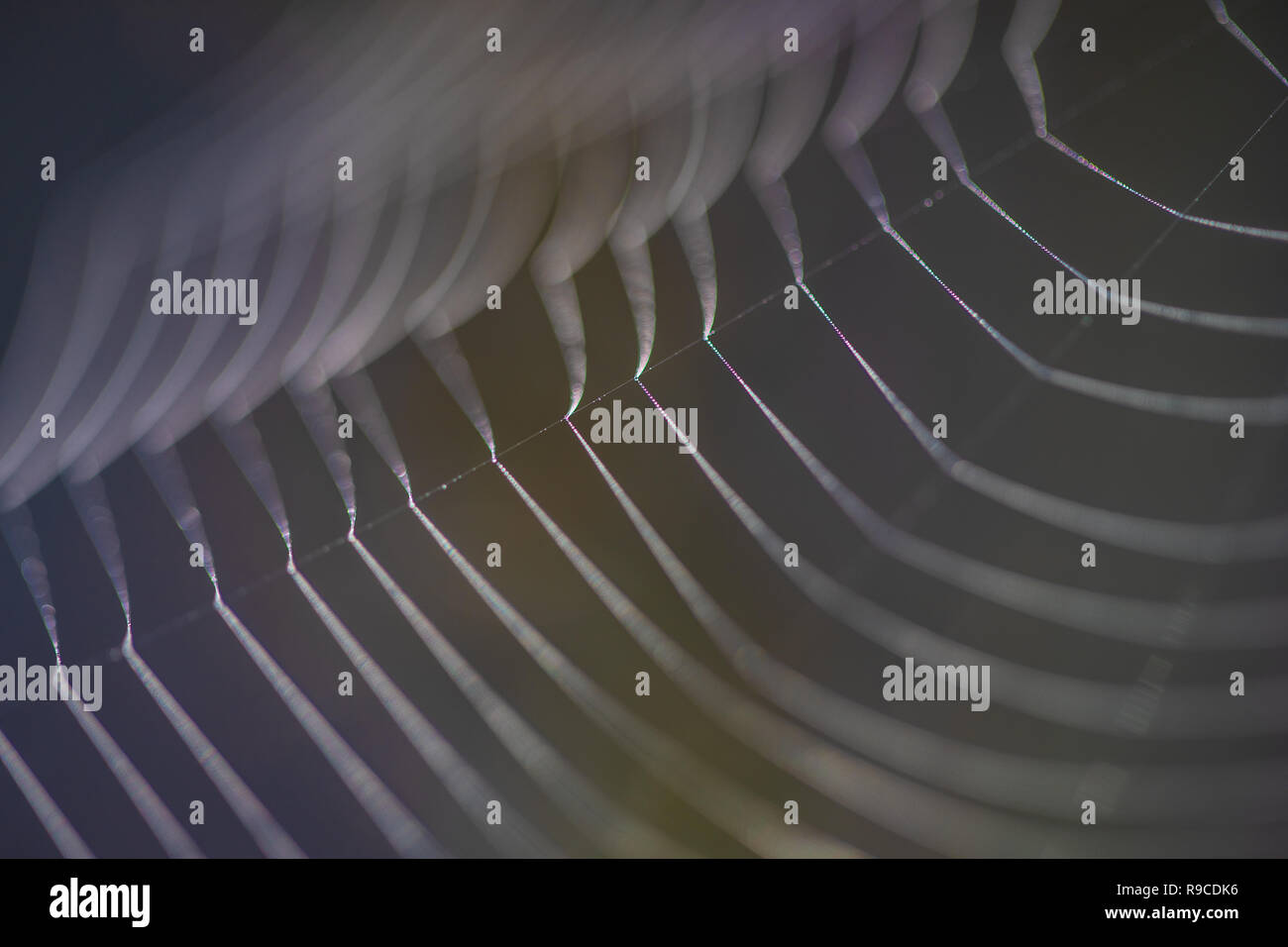 Tiny spiders hi-res stock photography and images - Alamy