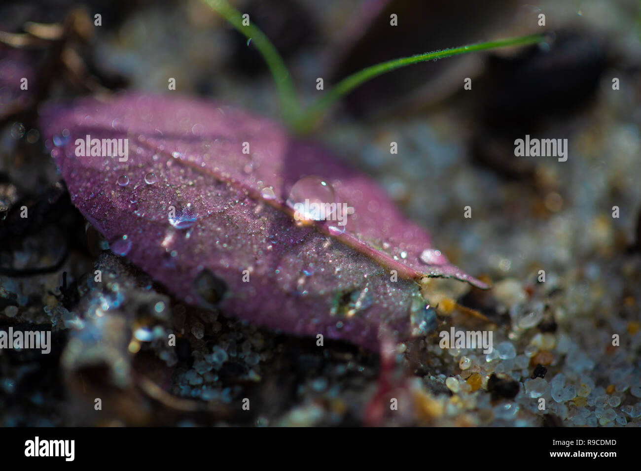 Dawn dew hi-res stock photography and images - Alamy
