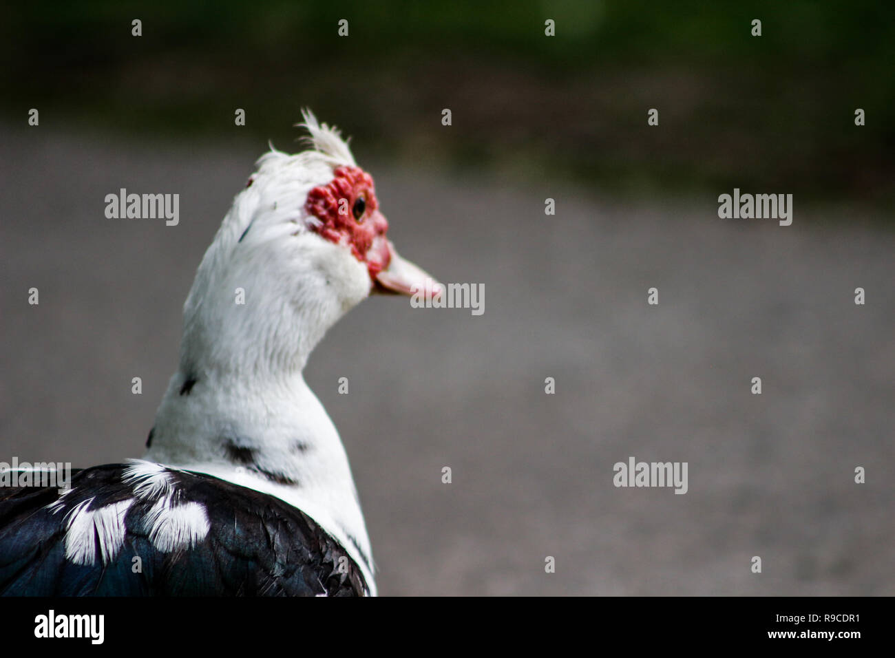 Muscovy Duck is a really interesting bird native to the southern Stock ...