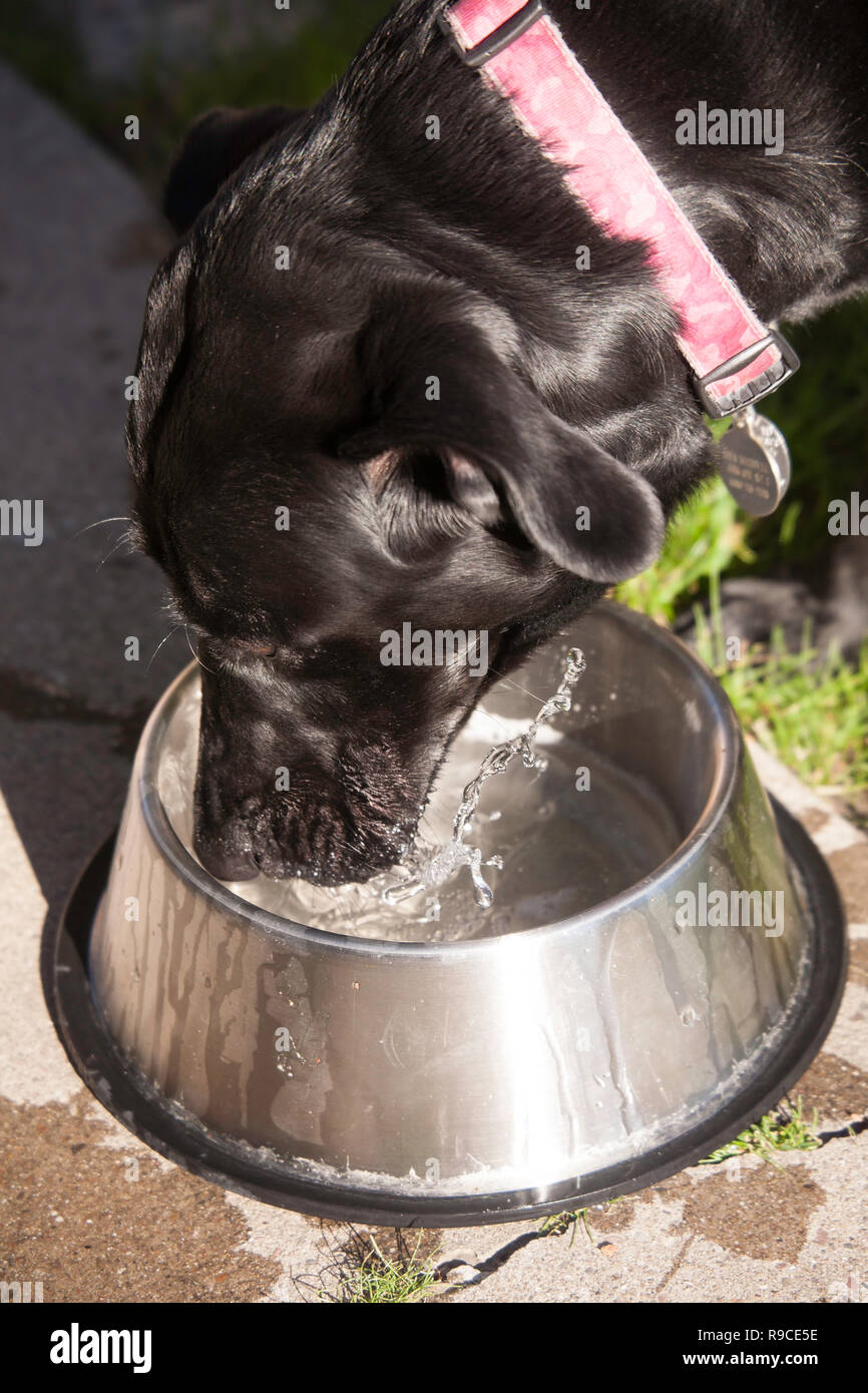 Dog drinking water out bowl hi-res stock photography and images - Alamy