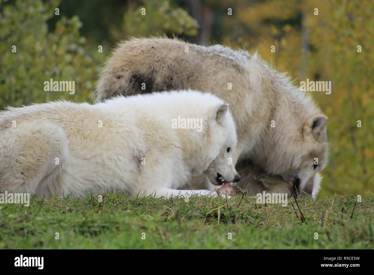 Arctic wolf eating hi-res stock photography and images - Alamy