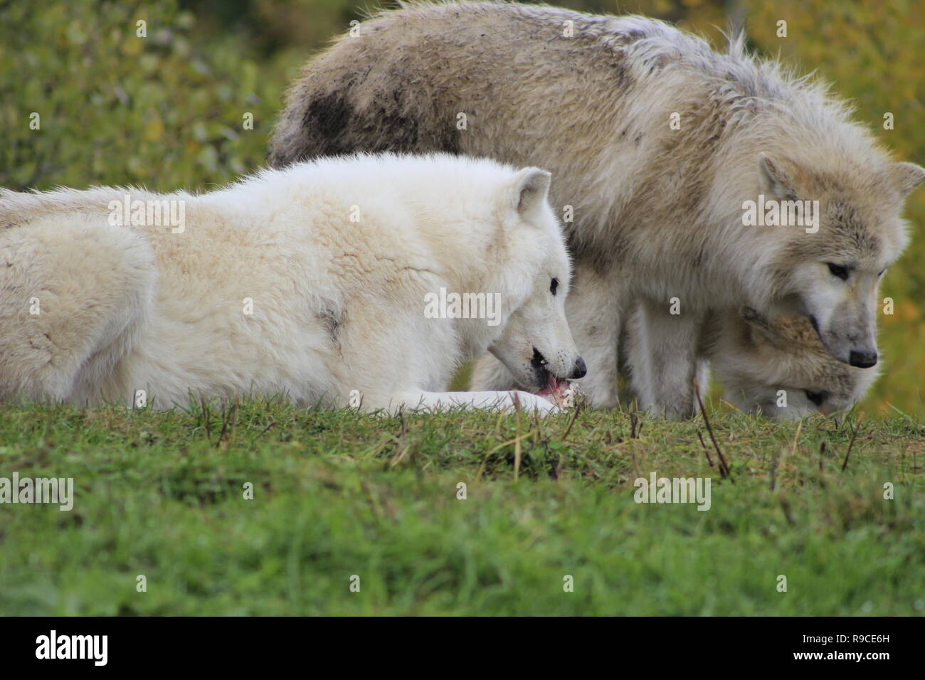 Wild alaskan tundra wolf is eating a piece of meat. Polar wolf or white ...