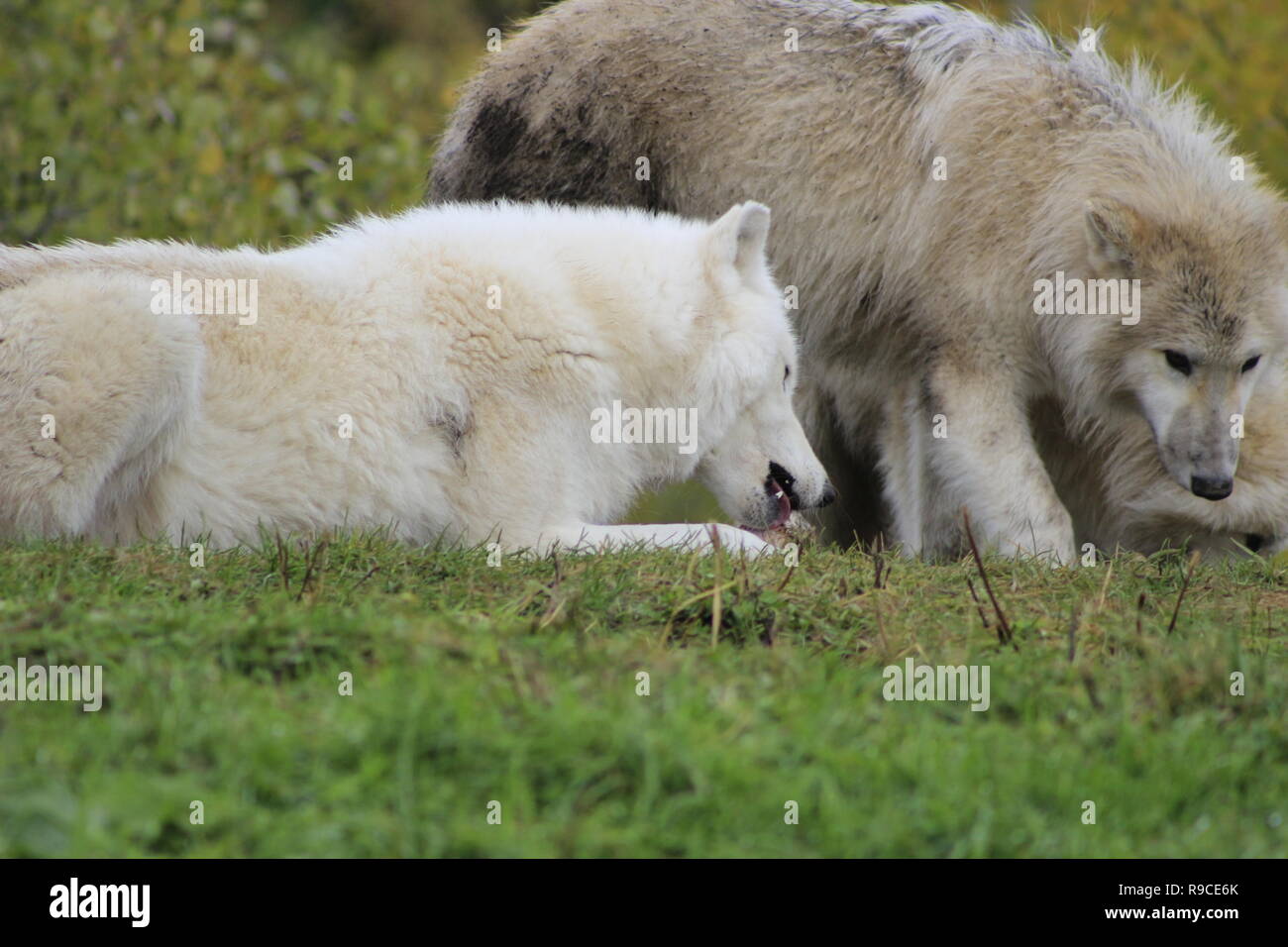 Wild alaskan tundra wolf is eating a piece of meat. Polar wolf or white ...