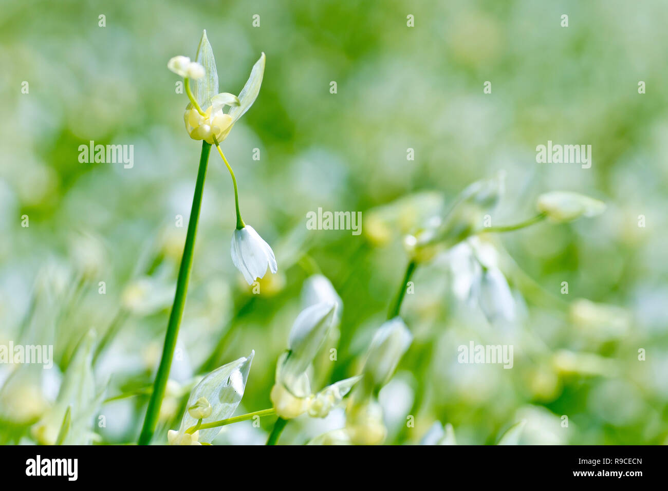 Paradoxum hi-res stock photography and images - Alamy