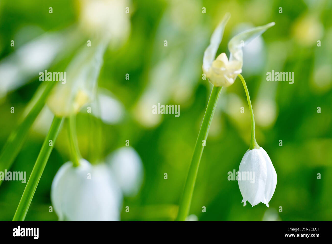 Paradoxum hi-res stock photography and images - Alamy
