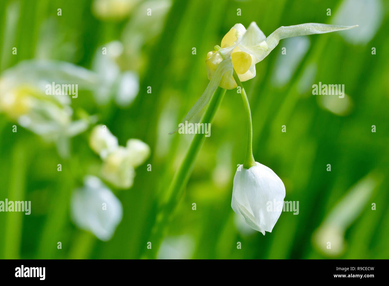 Paradoxum hi-res stock photography and images - Alamy
