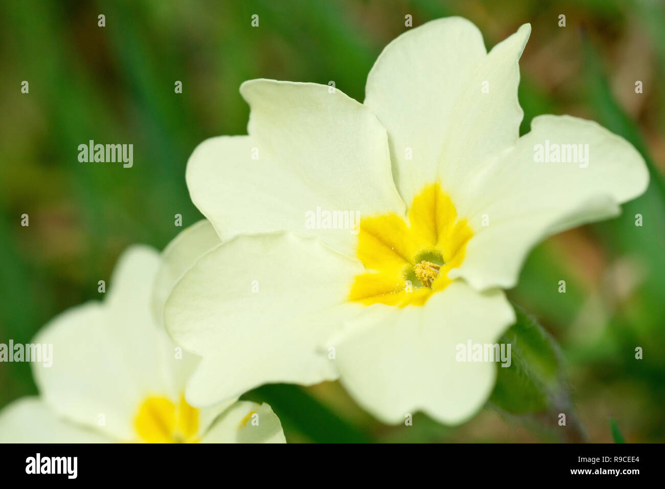 Wild primrose flowers hi-res stock photography and images - Alamy