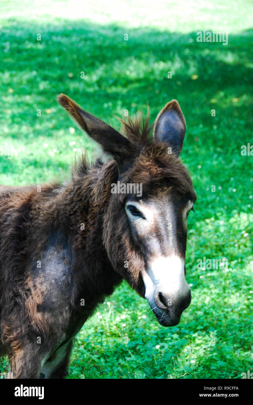 Portrait of a donkey's head Stock Photo - Alamy