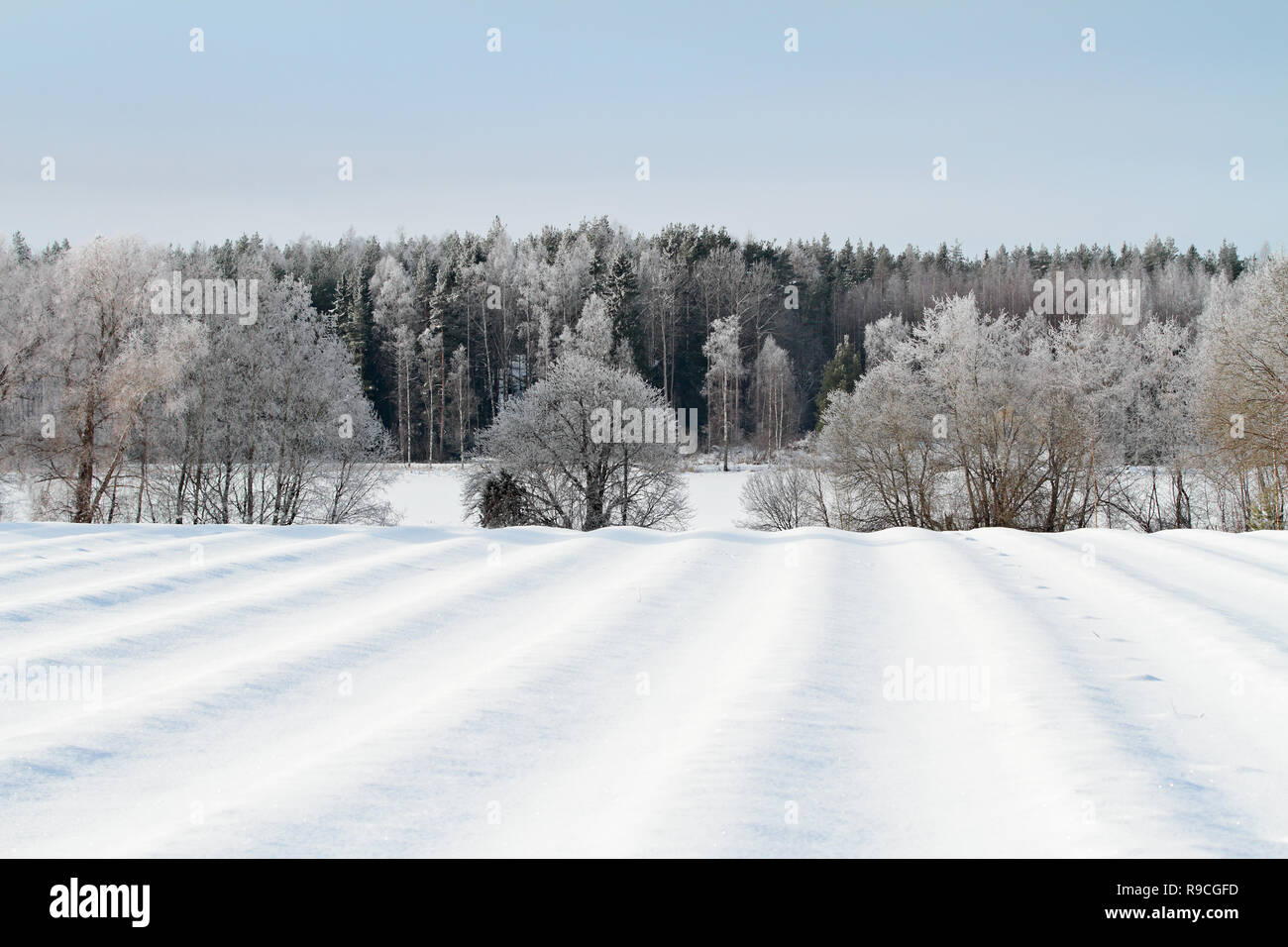 Landscape with snowy fields and bushes in Finland Stock Photo - Alamy