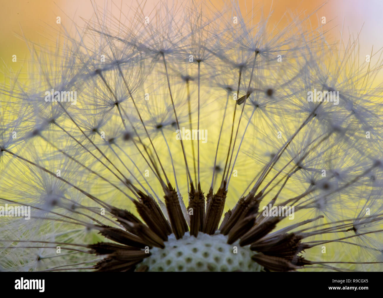 Detail of Dandelion Petals with varying colors behind Stock Photo - Alamy