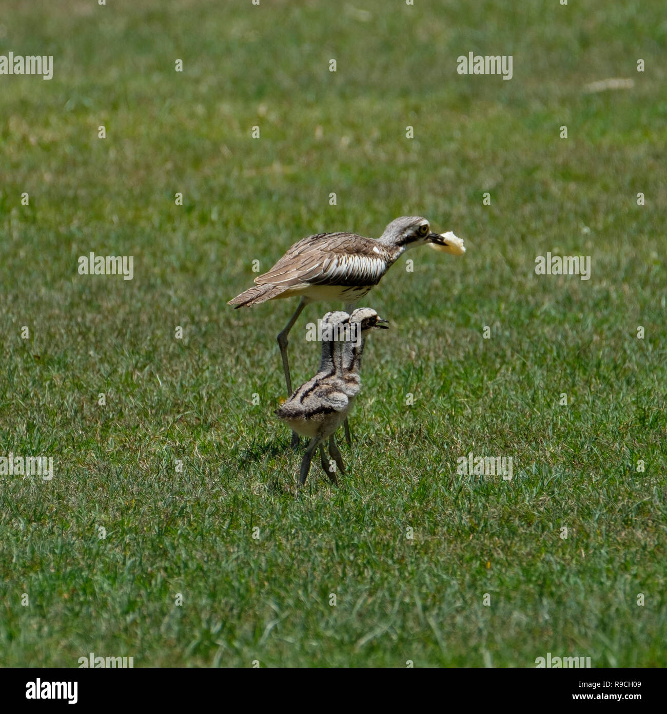 Bush Stone Curlew & Chicks - At Anderson Park Botanical Gardens ...