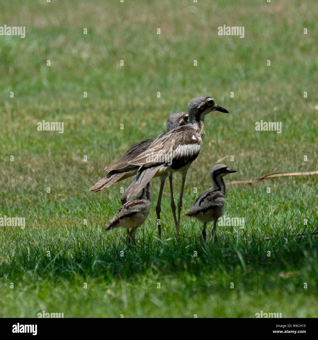 Bush Stone Curlew & Chicks - At Anderson Park Botanical Gardens ...