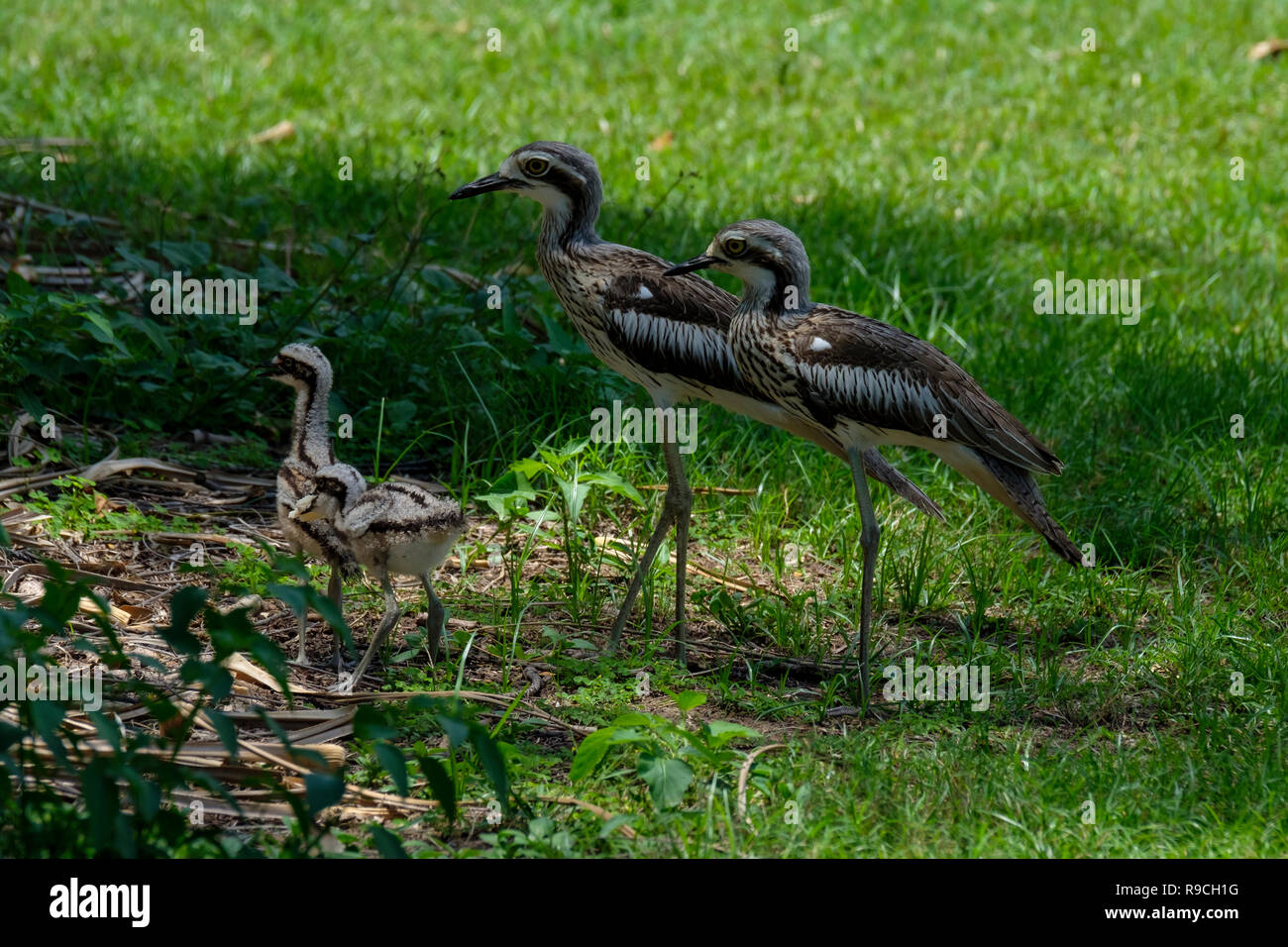 Bush Stone Curlew & Chicks - At Anderson Park Botanical Gardens ...