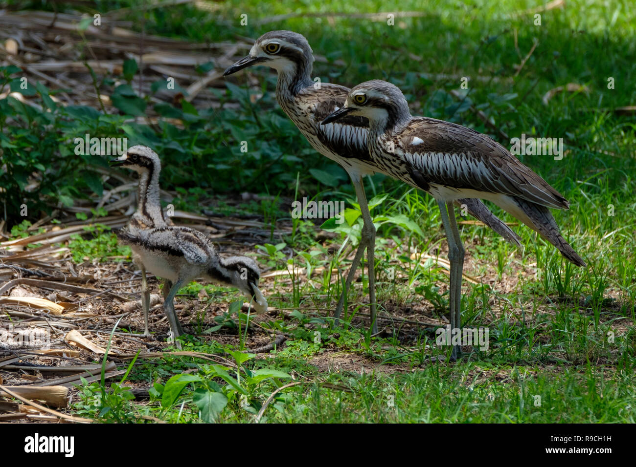 Bush Stone Curlew & Chicks - At Anderson Park Botanical Gardens ...