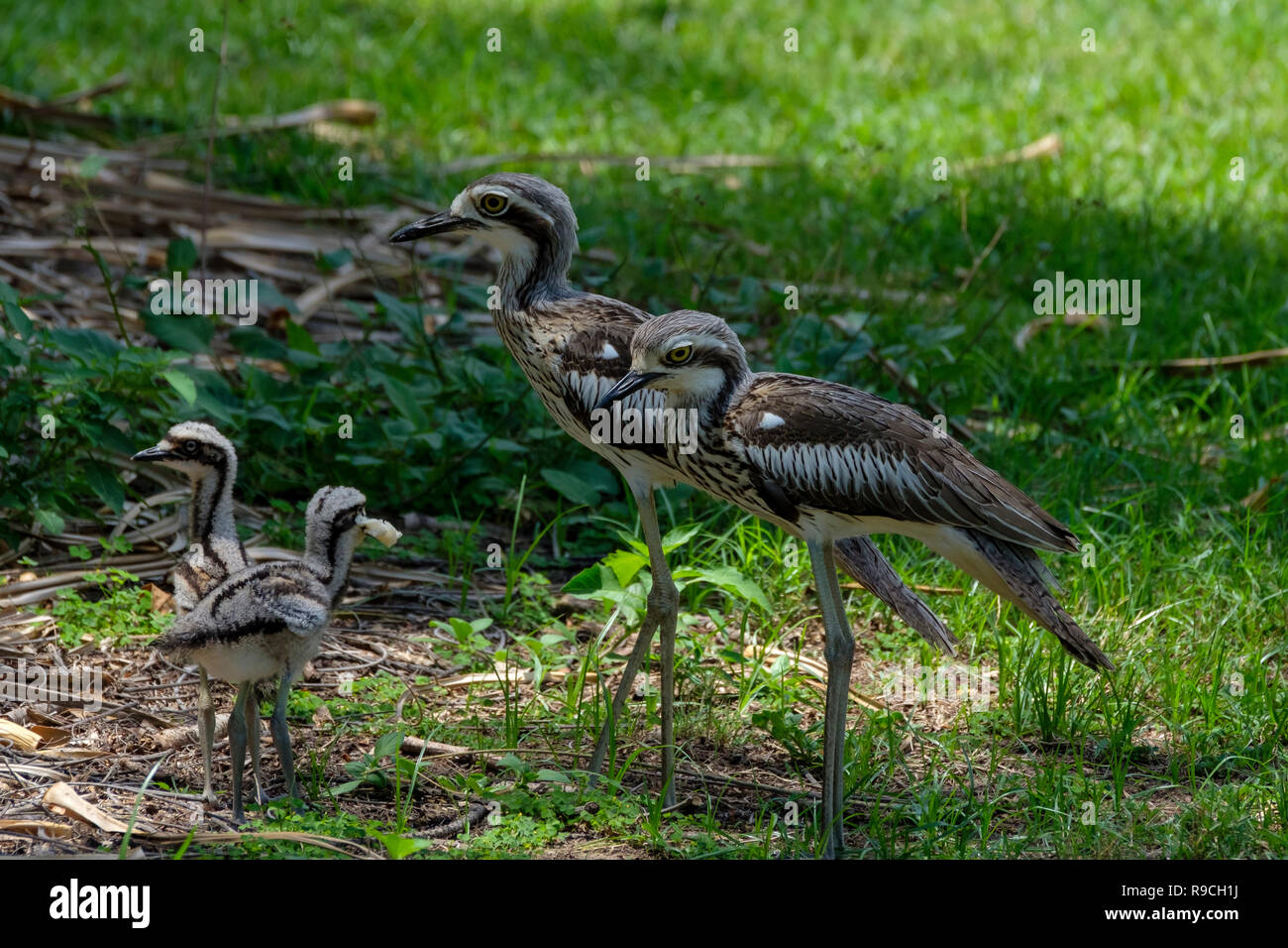 Bush Stone Curlew & Chicks - At Anderson Park Botanical Gardens ...