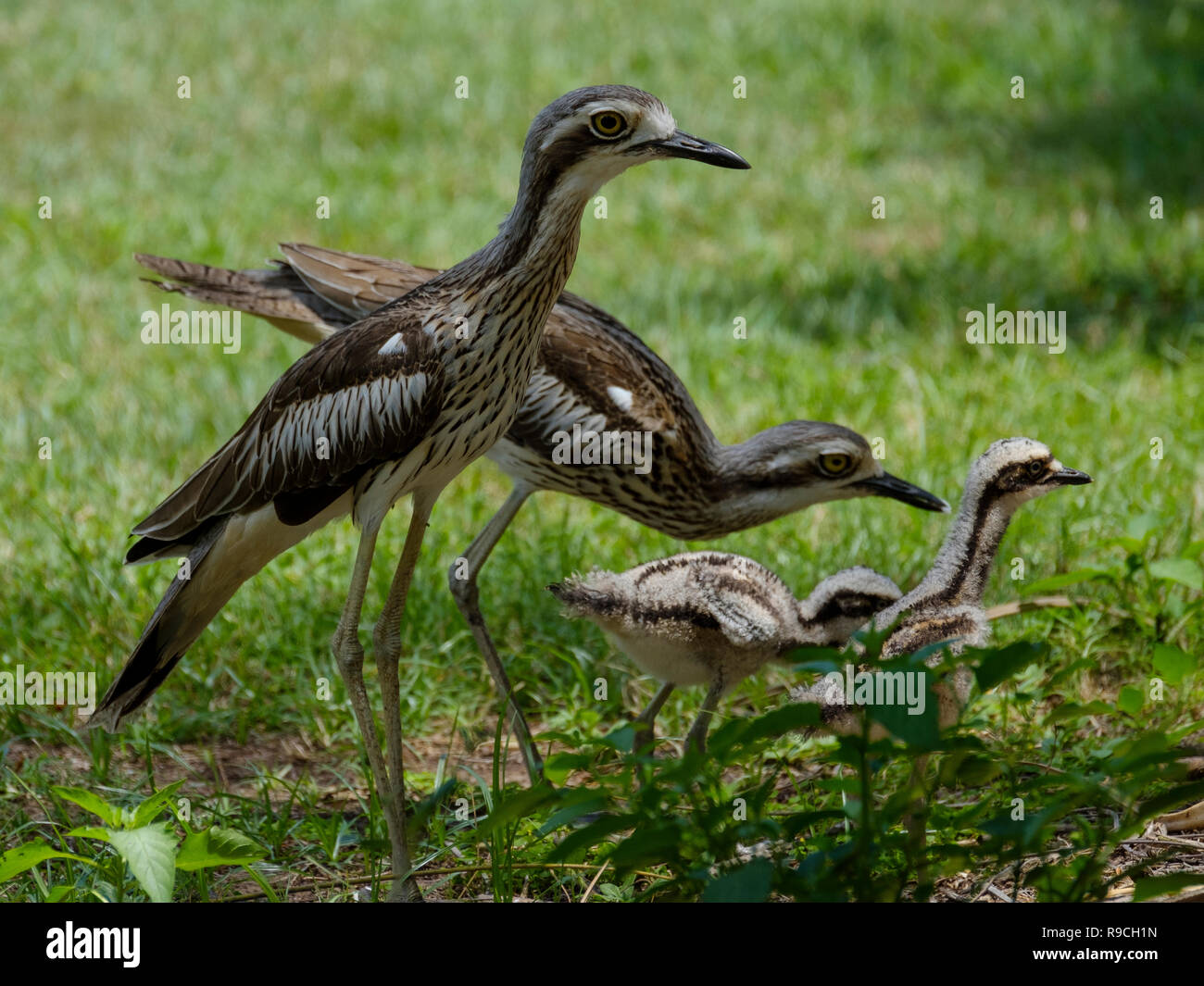 Bush Stone Curlew & Chicks - At Anderson Park Botanical Gardens ...
