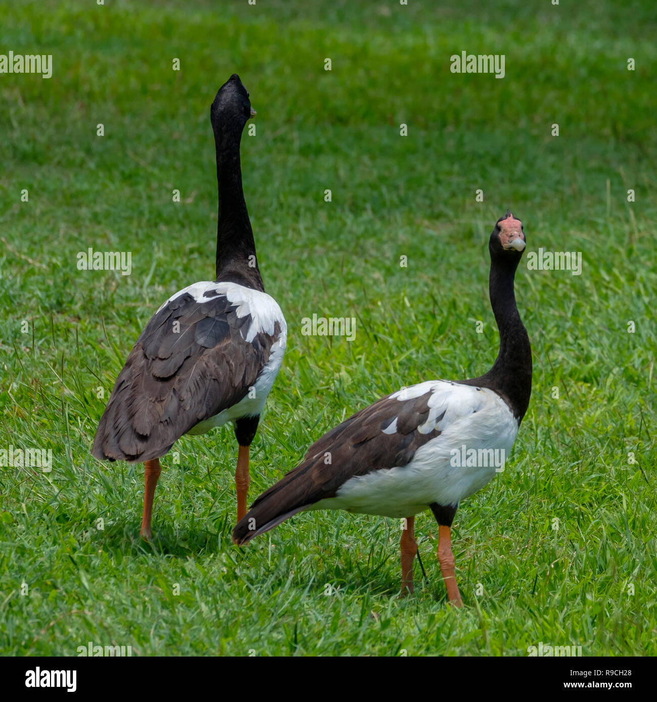 Magpie Geese - At Anderson Park Botanical Gardens Stock Photo - Alamy