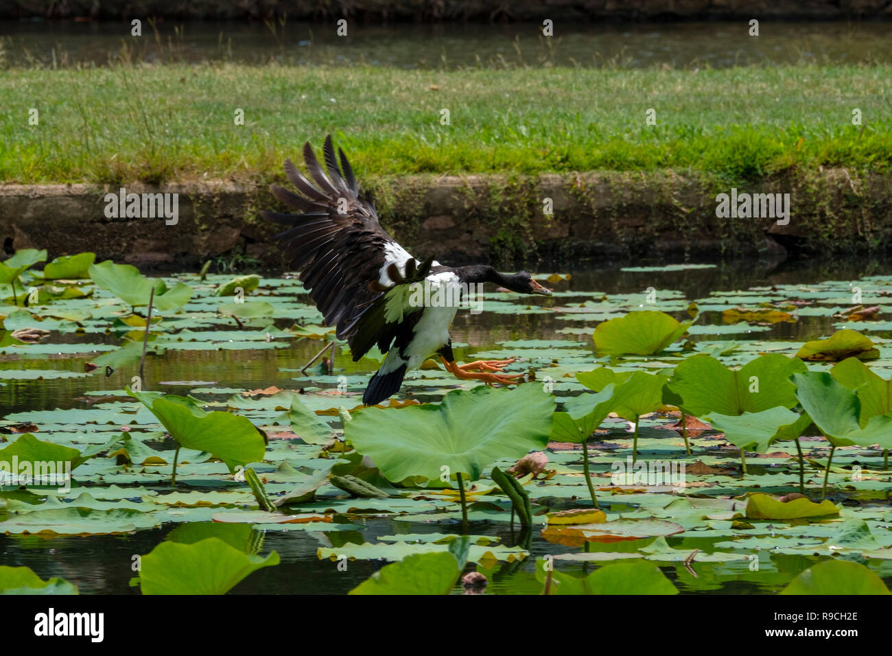 Magpie Geese - At Anderson Park Botanical Gardens Stock Photo - Alamy