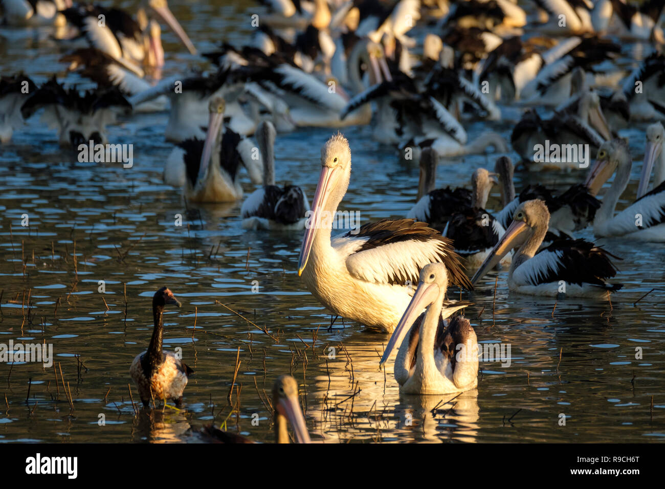 At the Town Common Conservation Park, Townsville Stock Photo - Alamy