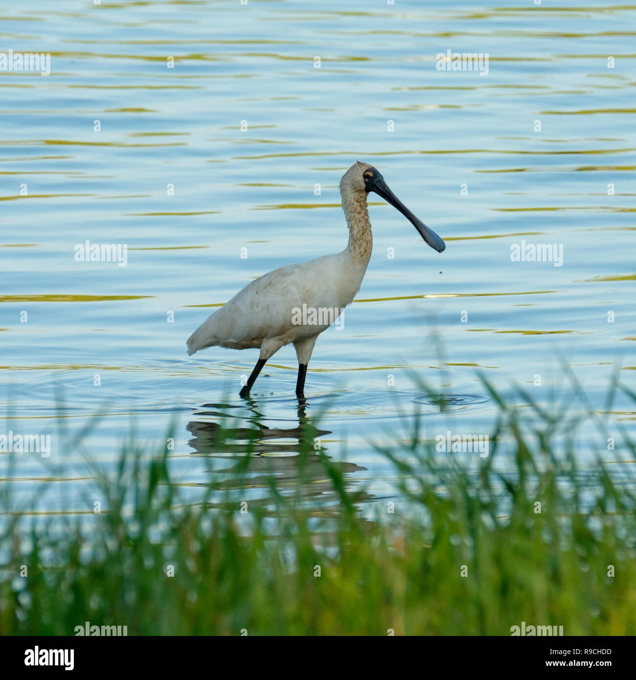 At the Town Common Conservation Park, Townsville Stock Photo - Alamy