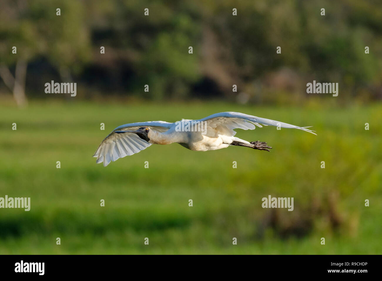 At the Town Common Conservation Park, Townsville Stock Photo - Alamy