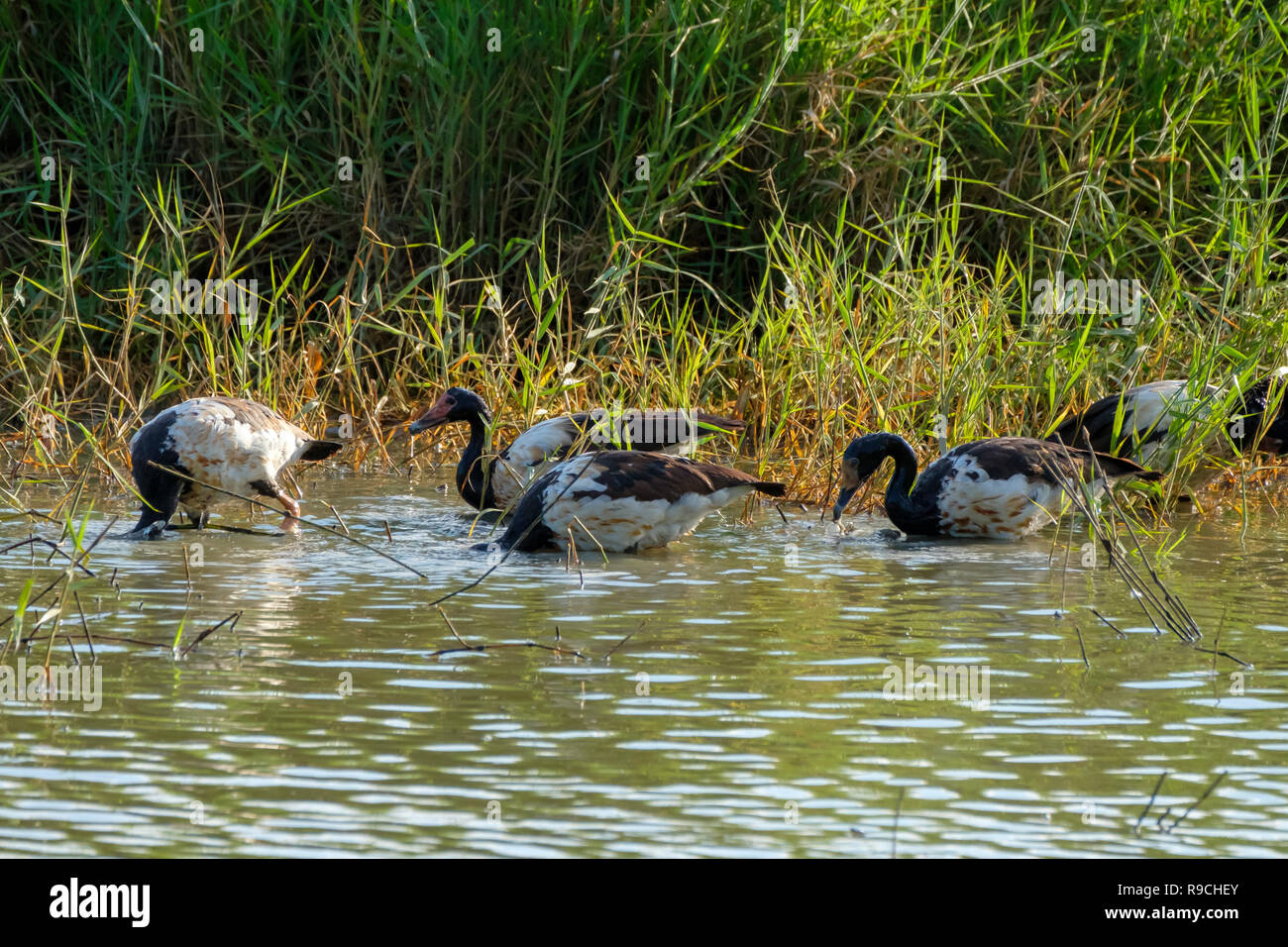 At the Town Common Conservation Park, Townsville Stock Photo - Alamy
