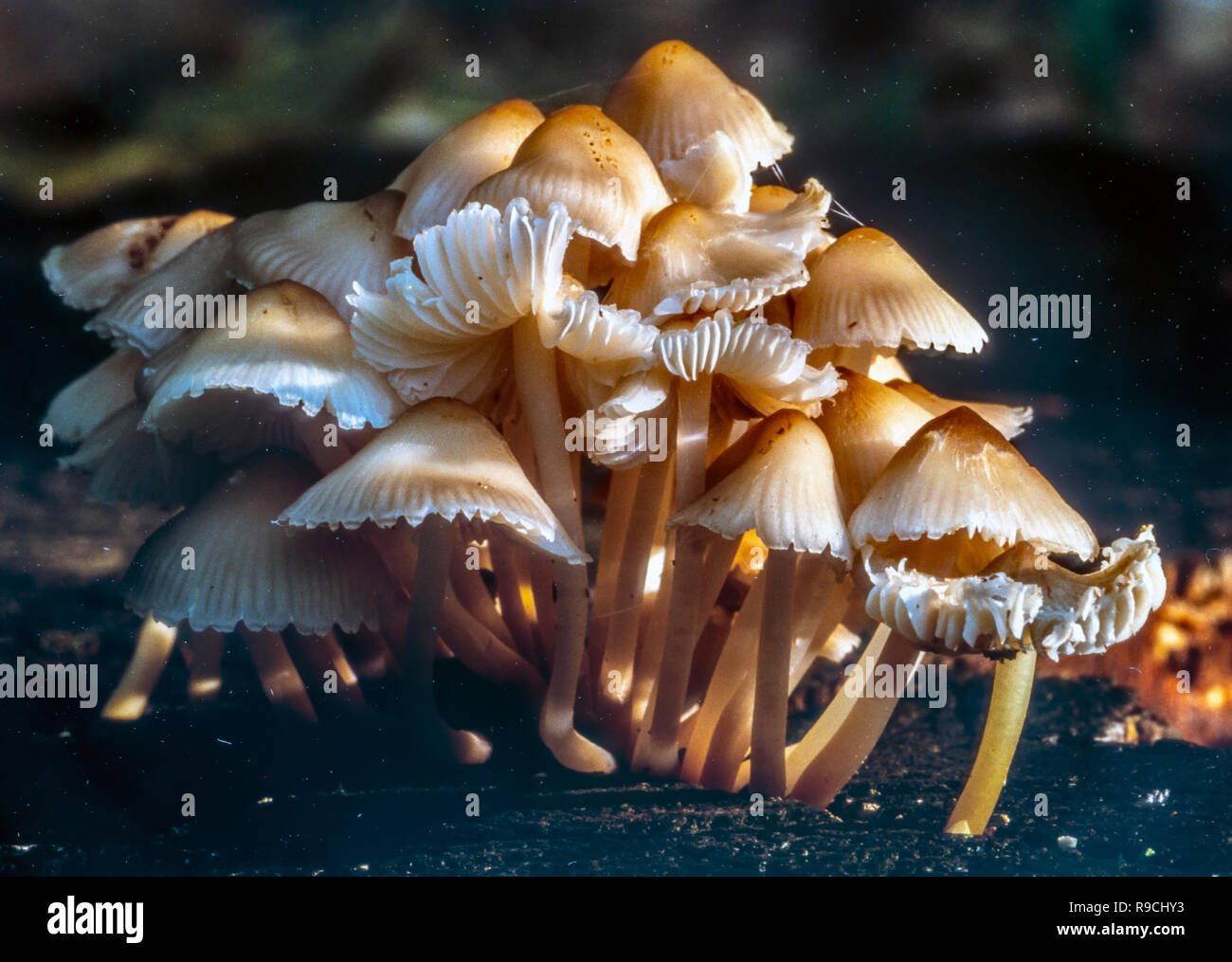 Non spore hi-res stock photography and images - Alamy