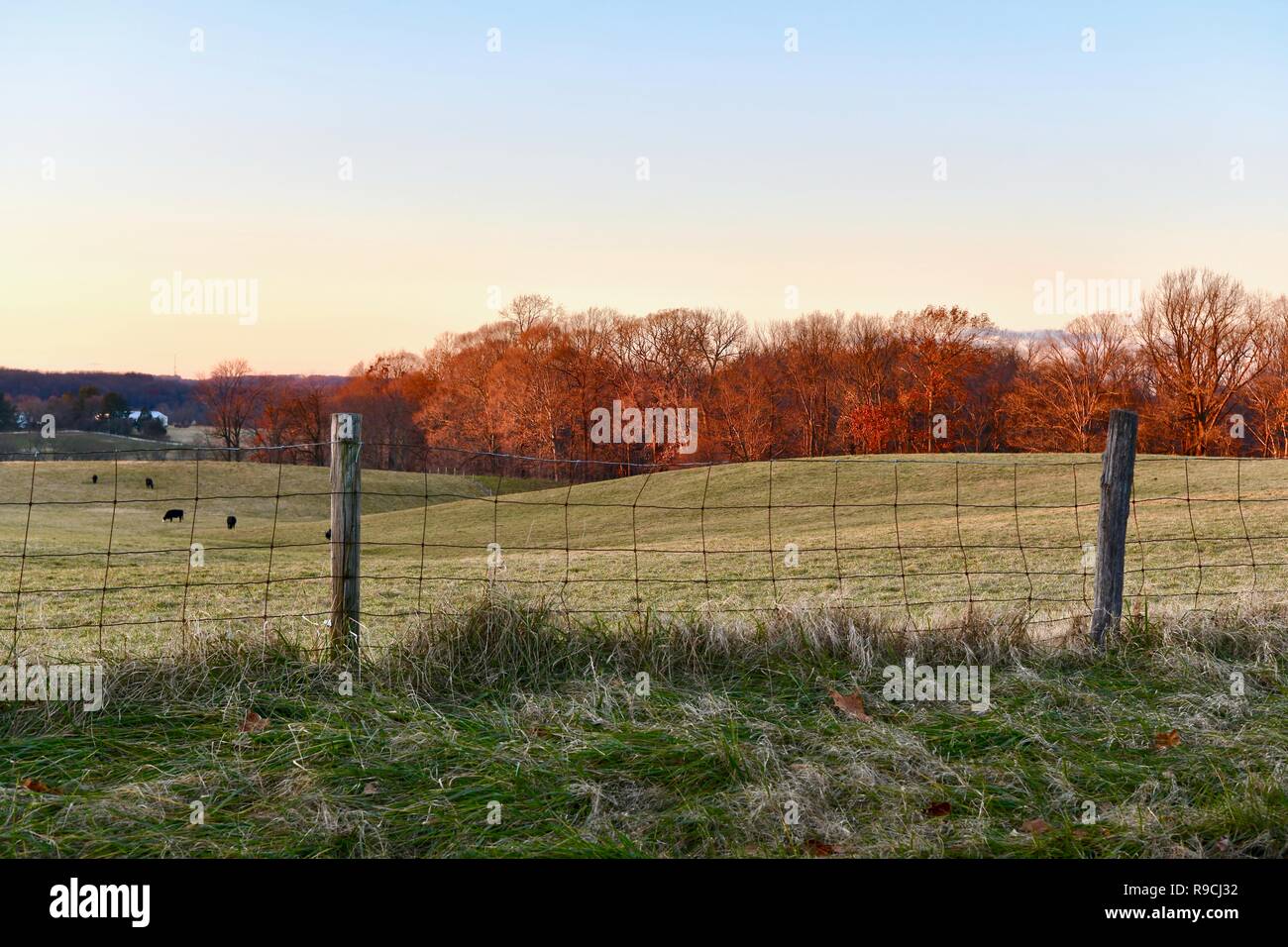 Cow pasture during fall Stock Photo - Alamy