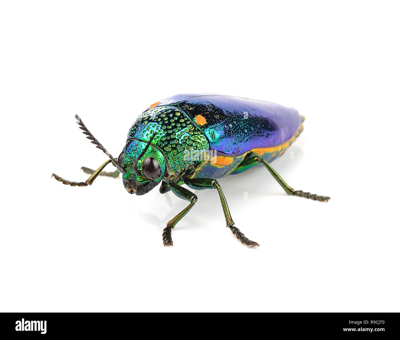 metallic wood-boring beetle isolated on white background Stock Photo ...